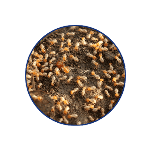 Biocide - Beranda - Biocide - Anti Jamur, Anti Rayap dan Serangga Kayu Terpercaya